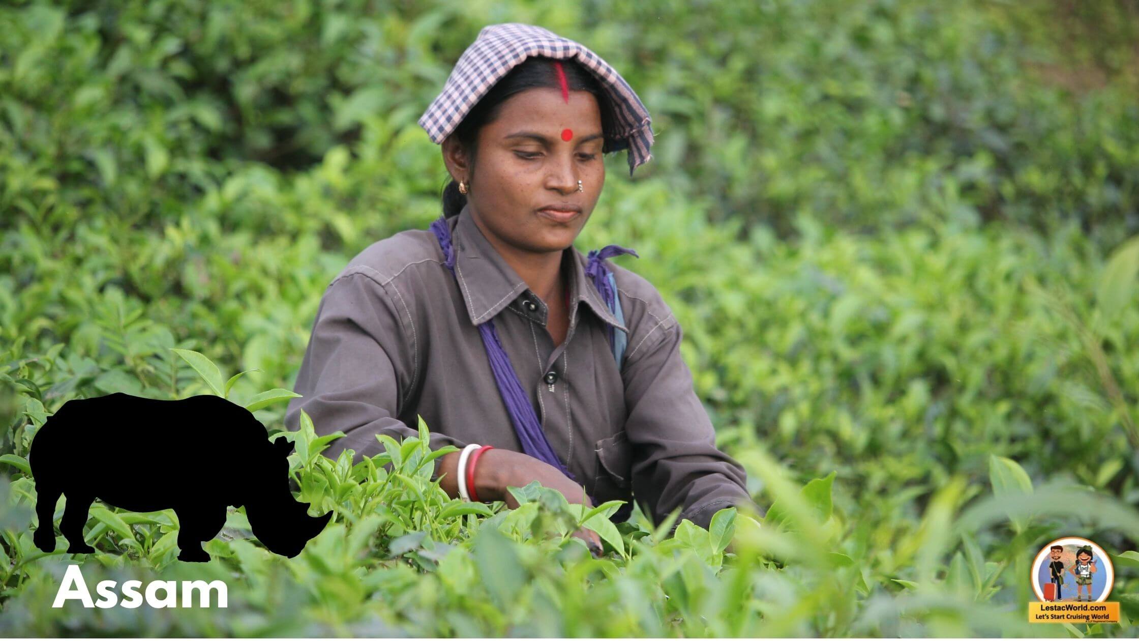 Assam tour packages | Book now