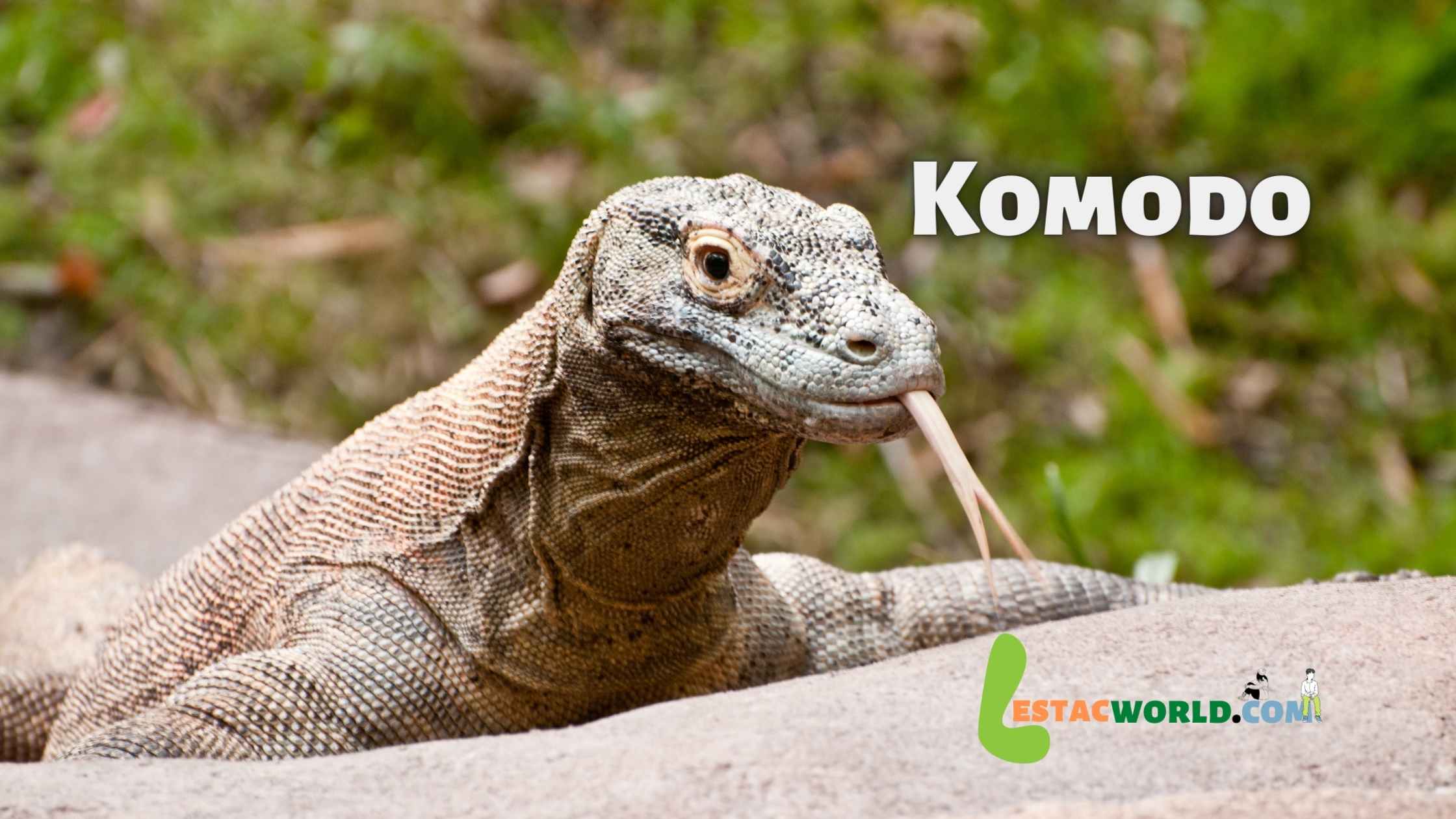 Komodo tour packages - Labuan Bajo | Book @20% off