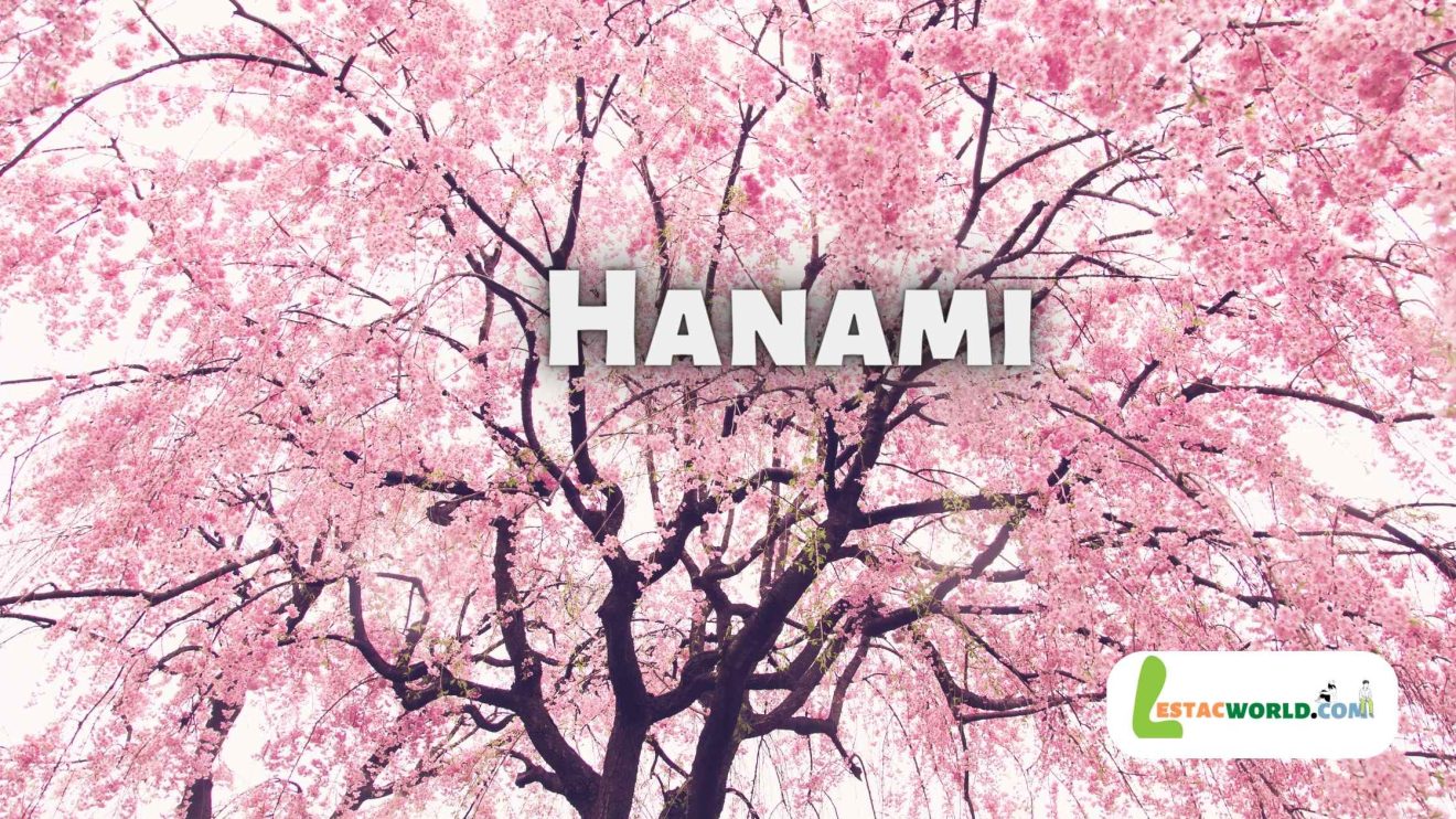 Important to know about Hanami | Lestacworld.com