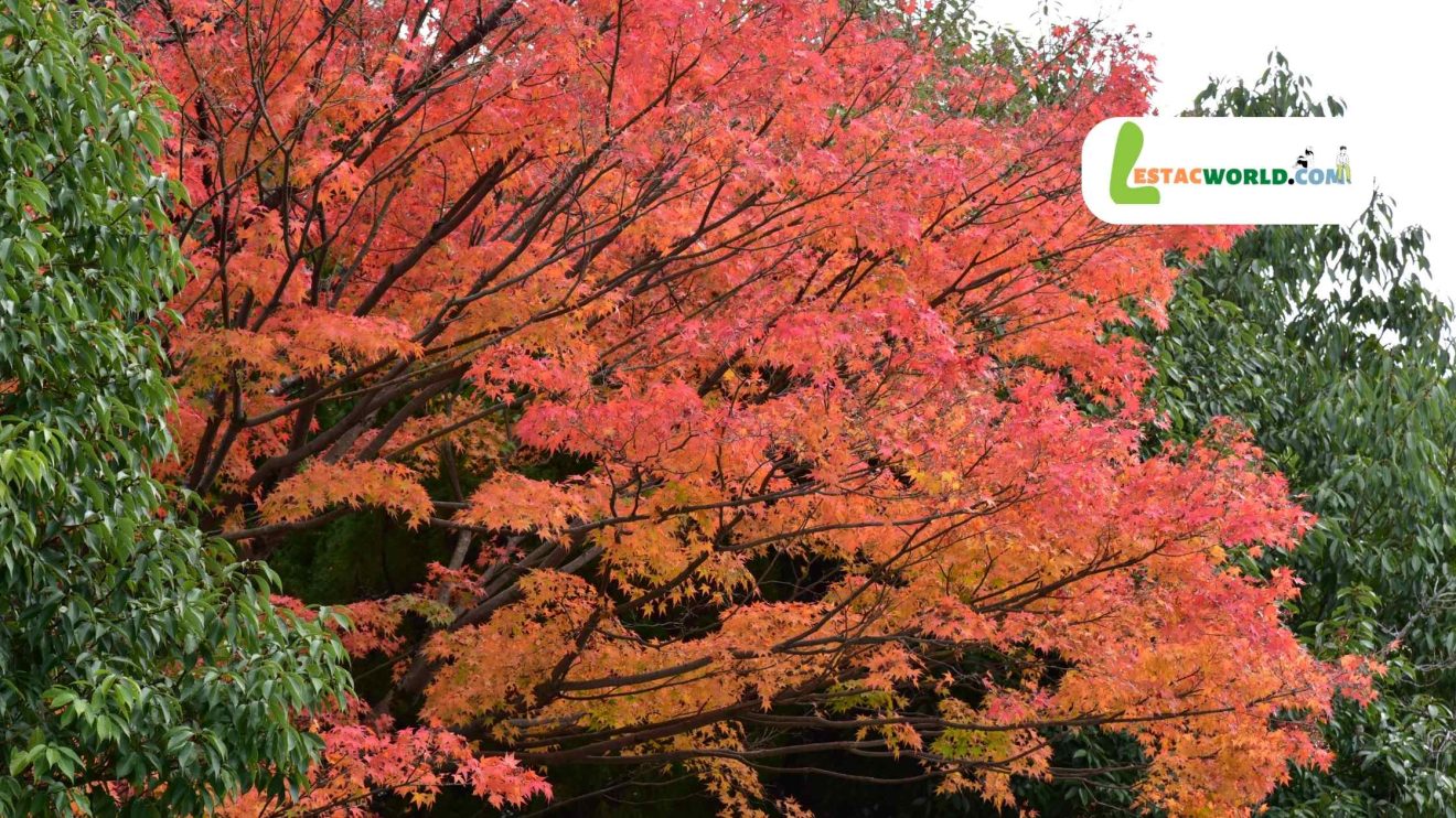 Important to know about Higashiyama Jisho-ji | Japan